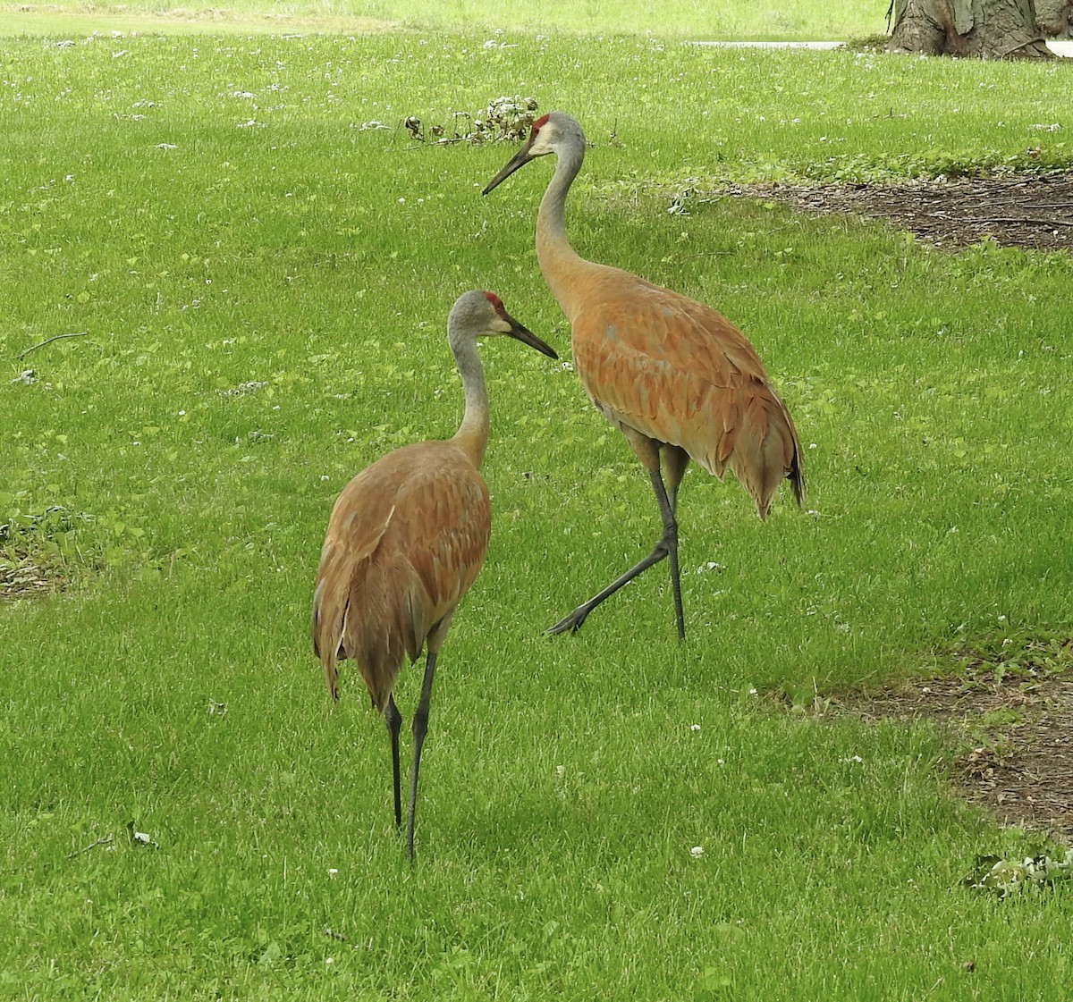 eBird Checklist - 8 Jun 2024 - FermiLab (DuPage Co.) - 42 species