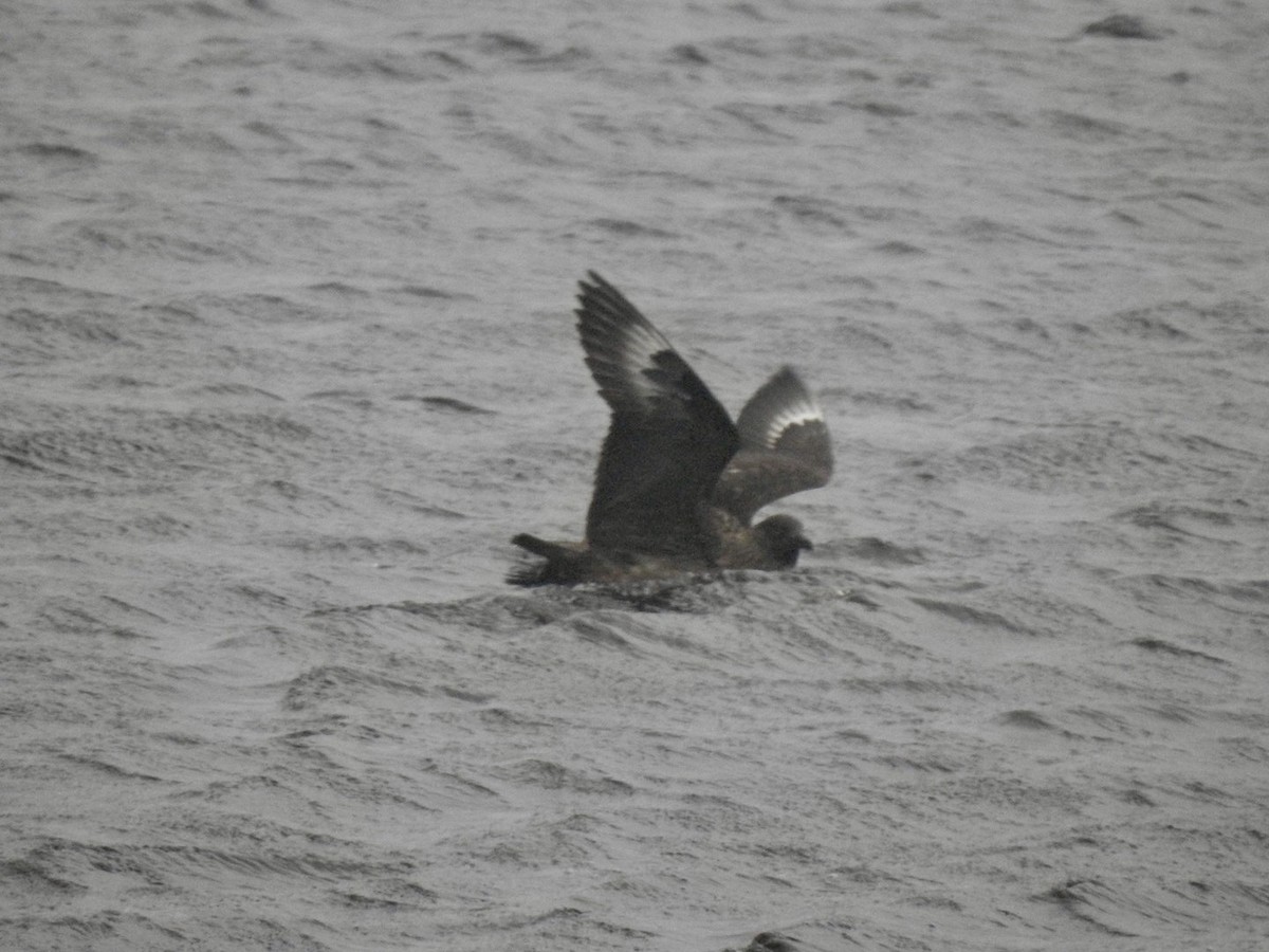 eBird Checklist - 9 Jun 2024 - Birsay Moors RSPB Reserve - 17 species