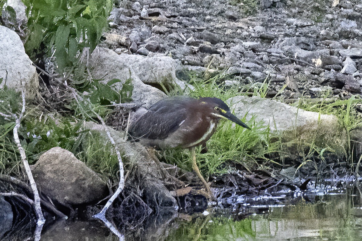 eBird Checklist - 9 Jun 2024 - Star Fort Pond - 1 species