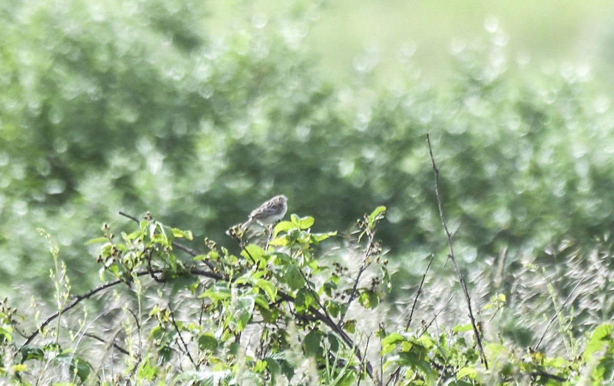 Pennsylvania Bird Atlas Checklist - 1 Jun 2024 - 230 Bavington Road, Burgettstown, Pennsylvania ...