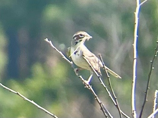 North Carolina Bird Atlas Checklist - 9 Jun 2024 - Sandhills Game Land ...