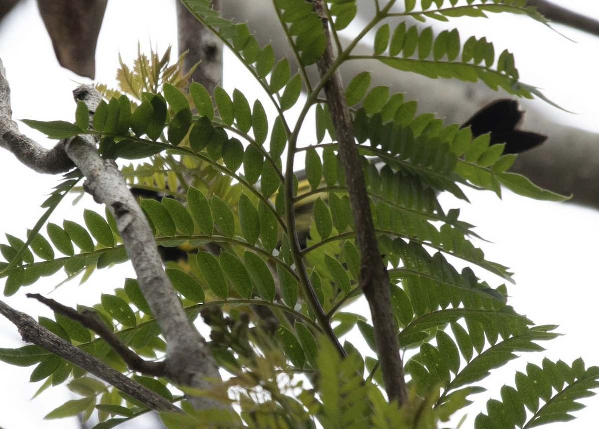 eBird Checklist - 9 Jun 2024 - Point Loma residential--upper - 21 species