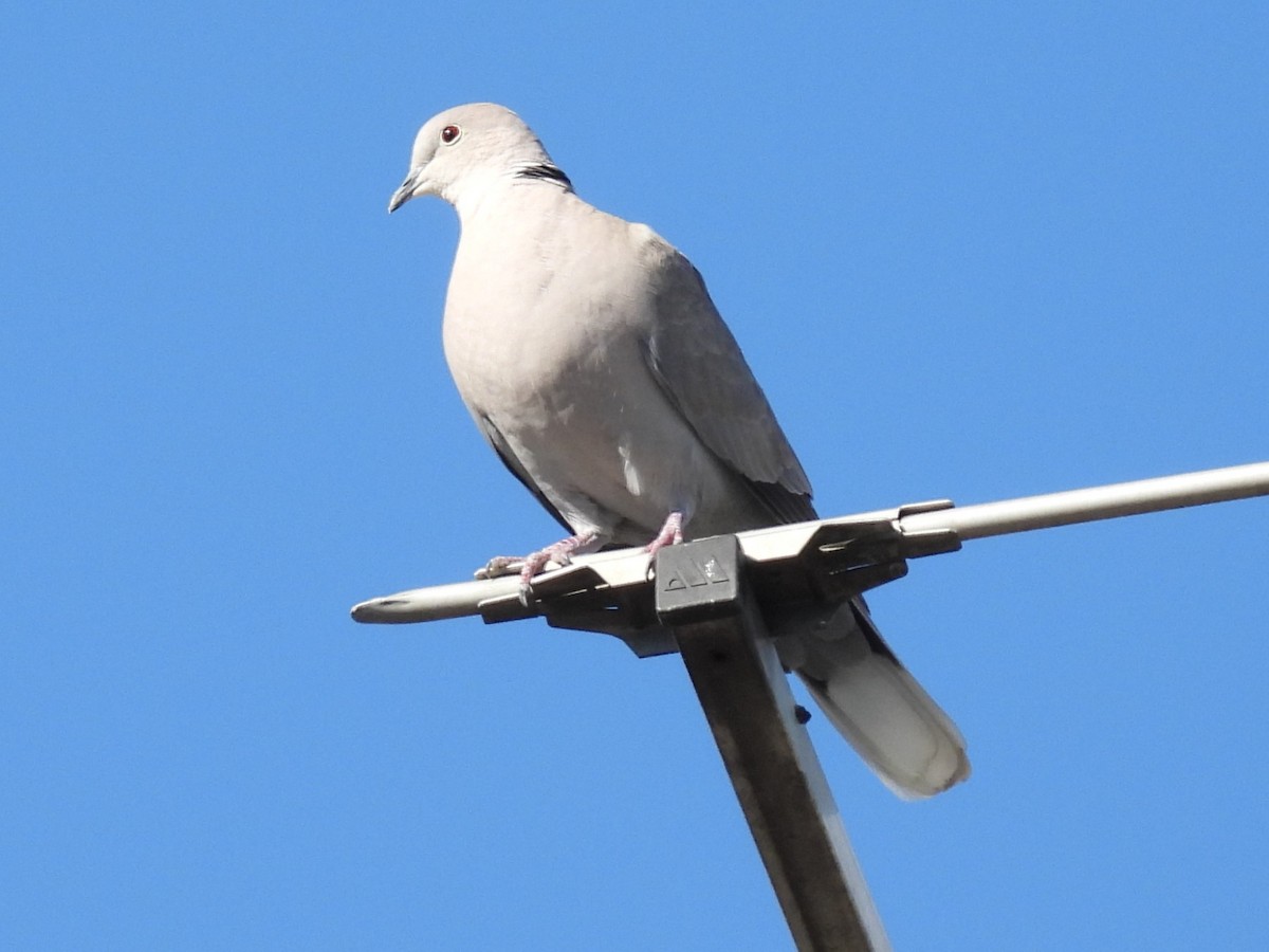 Pennsylvania Bird Atlas Checklist - 9 Jun 2024 - stakeout Eurasian ...
