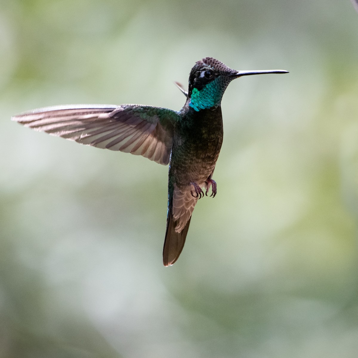 eBird Checklist - 9 Jun 2024 - Madera Canyon--Santa Rita Lodge - 18 species