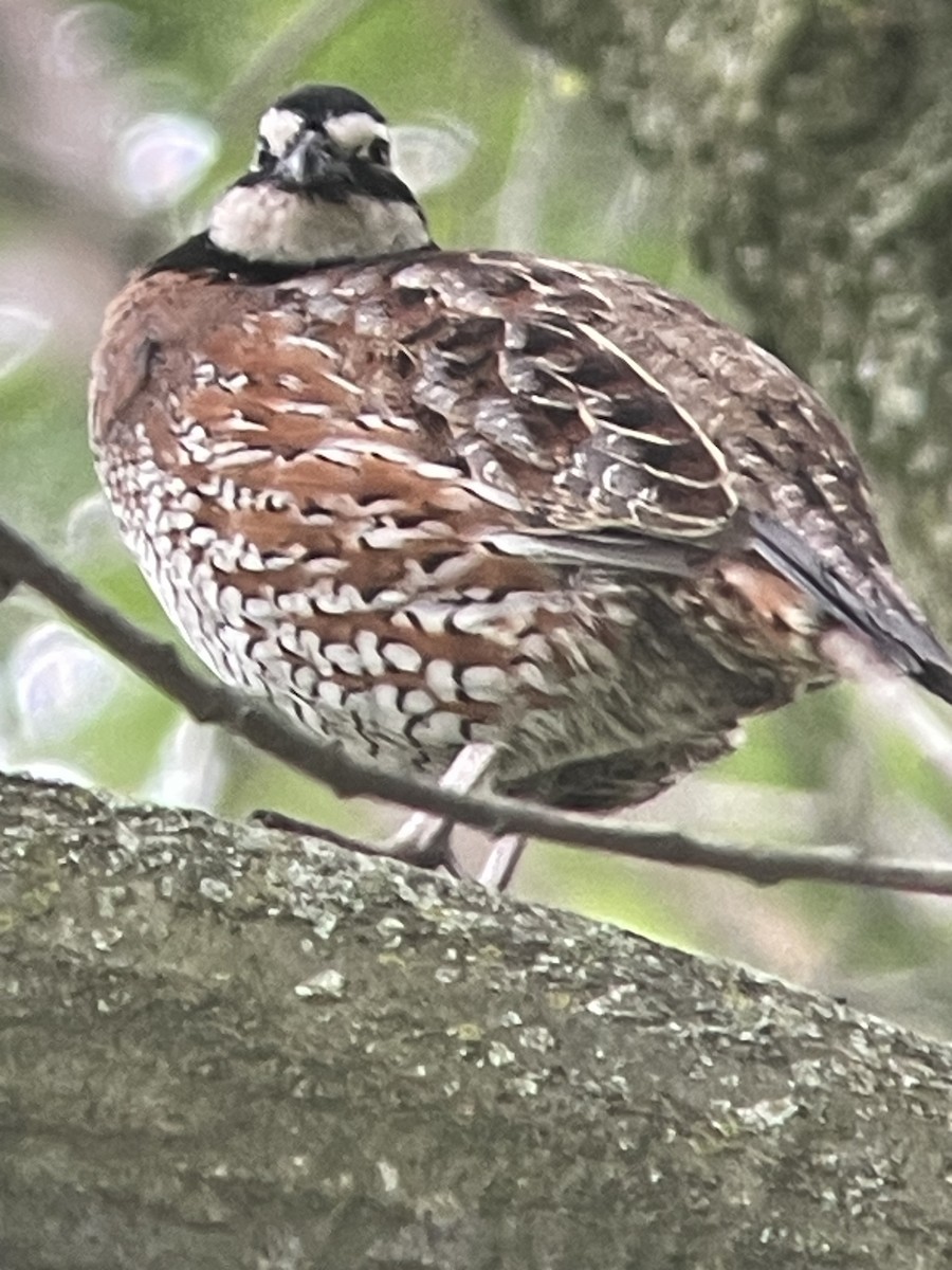 Pennsylvania Bird Atlas Checklist - 9 Jun 2024 - Rodale Experimental ...