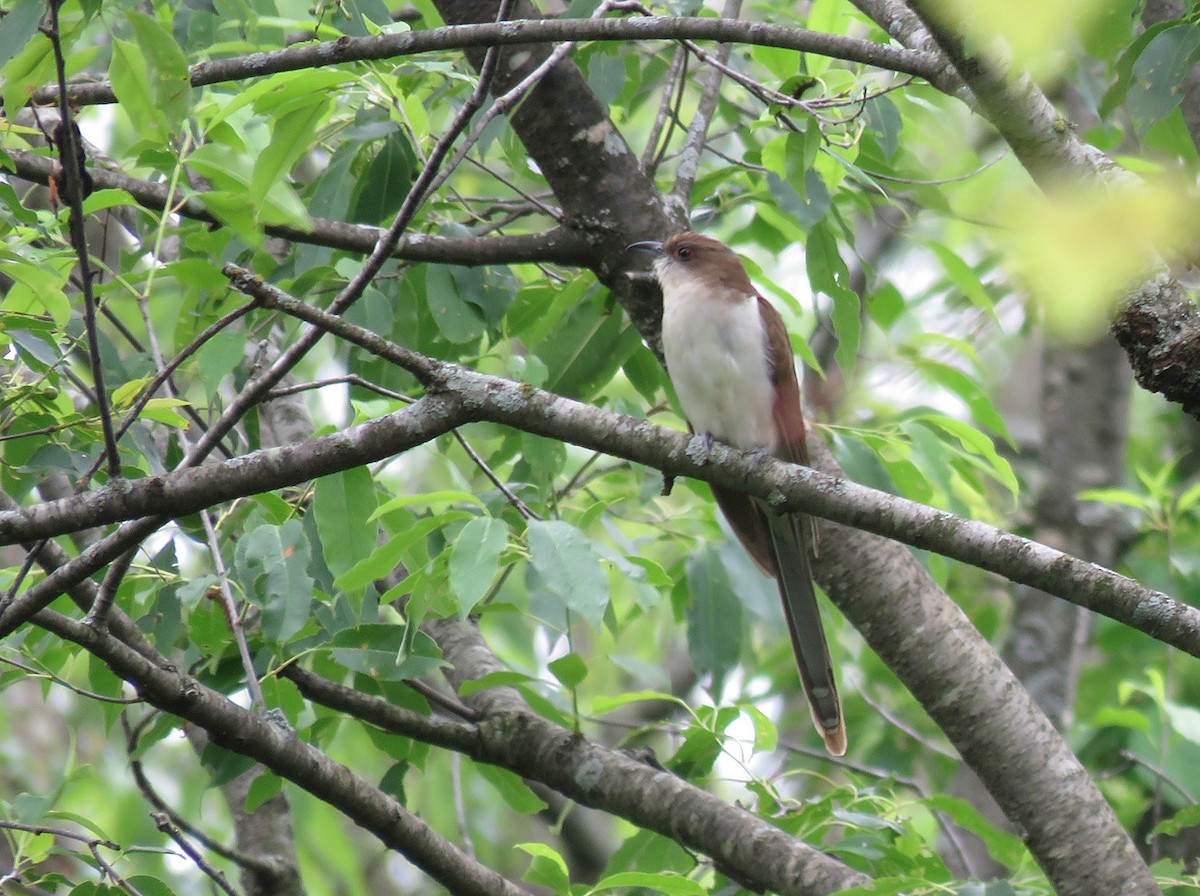 eBird Checklist - 8 Jun 2024 - Governor Dodge SP - 31 species