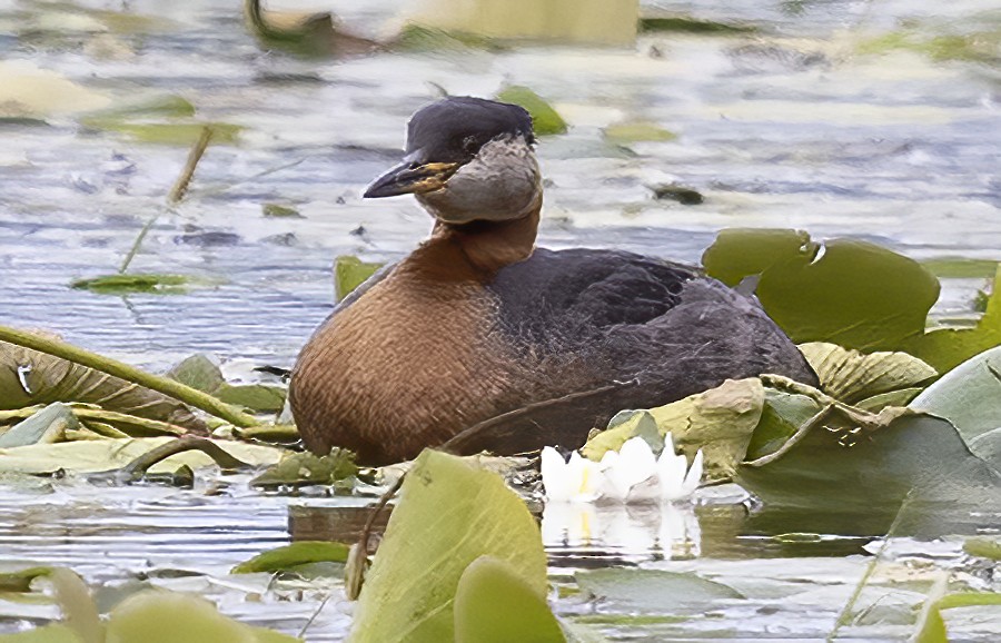 eBird Checklist - 9 Jun 2024 - Crex Meadows SWA - 31 species