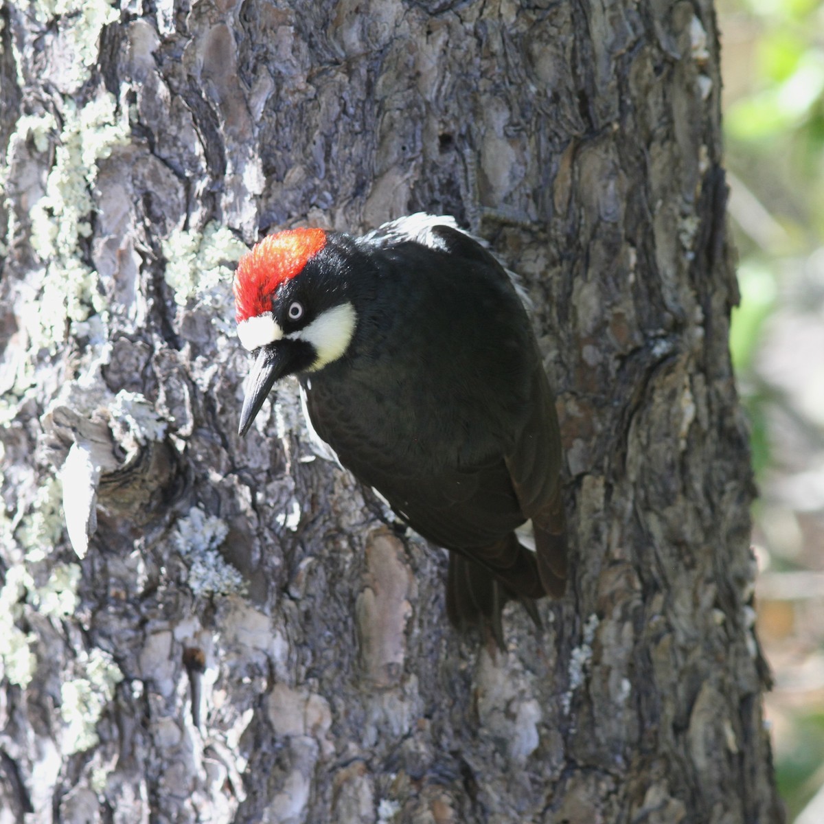 eBird Checklist - 19 May 2024 - Henry Cowell Redwoods SP--observation ...
