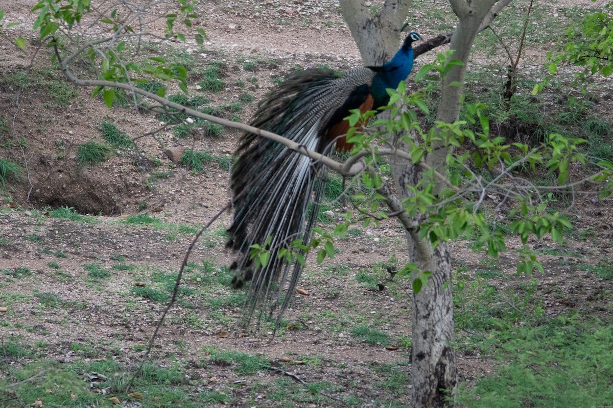 eBird Checklist - 7 Jun 2024 - Daroji Bear Sanctuary--Sitarama Tanda ...