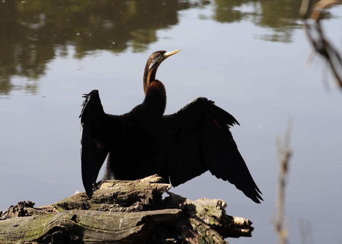 eBird Checklist - 10 Jun 2024 - Birdsland Reserve - 29 species
