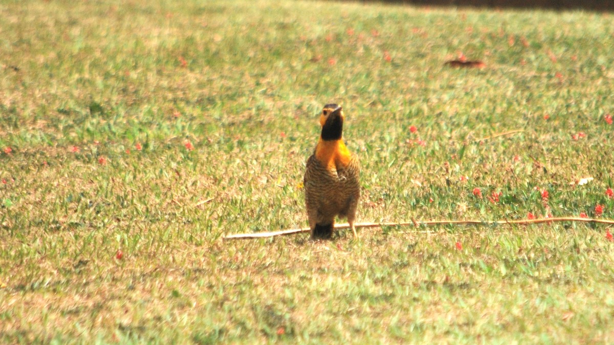 eBird Checklist - 1 Oct 2014 - Federal University of Vicosa - 43 species