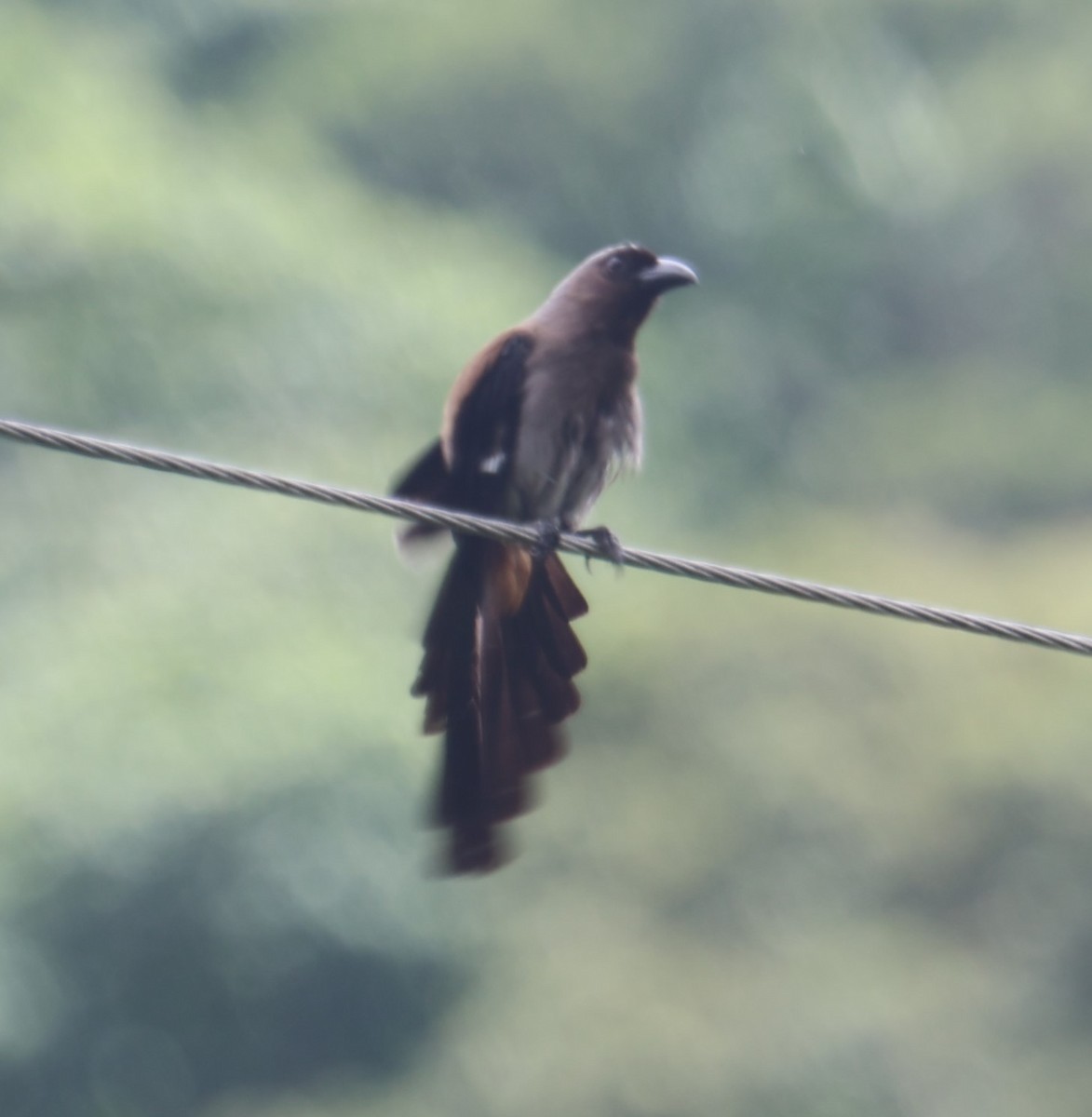 Taiwan Bird Atlas Checklist - 10 Jun 2024 - 新北三峽--湊合 - 20 species