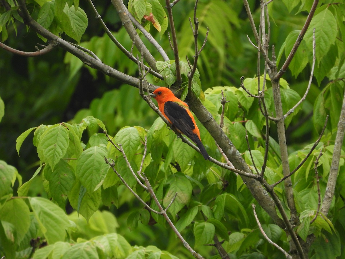 eBird Checklist - 9 Jun 2024 - Big Spring Drive, Lexington (Lavender ...