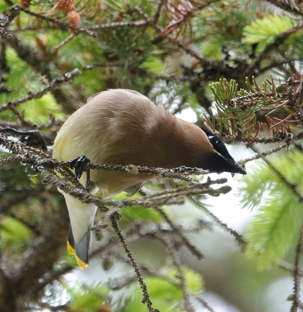 eBird Checklist - 8 Jun 2024 - Prince Edward Island NP--Bubbling ...