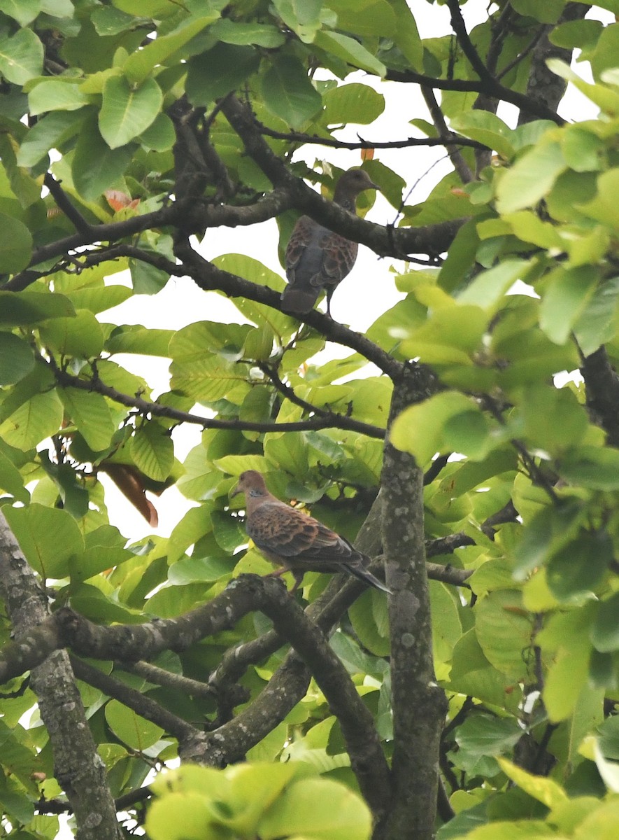 eBird Checklist - 9 Jun 2024 - Garbhanga Waterfall 2 - 65 species