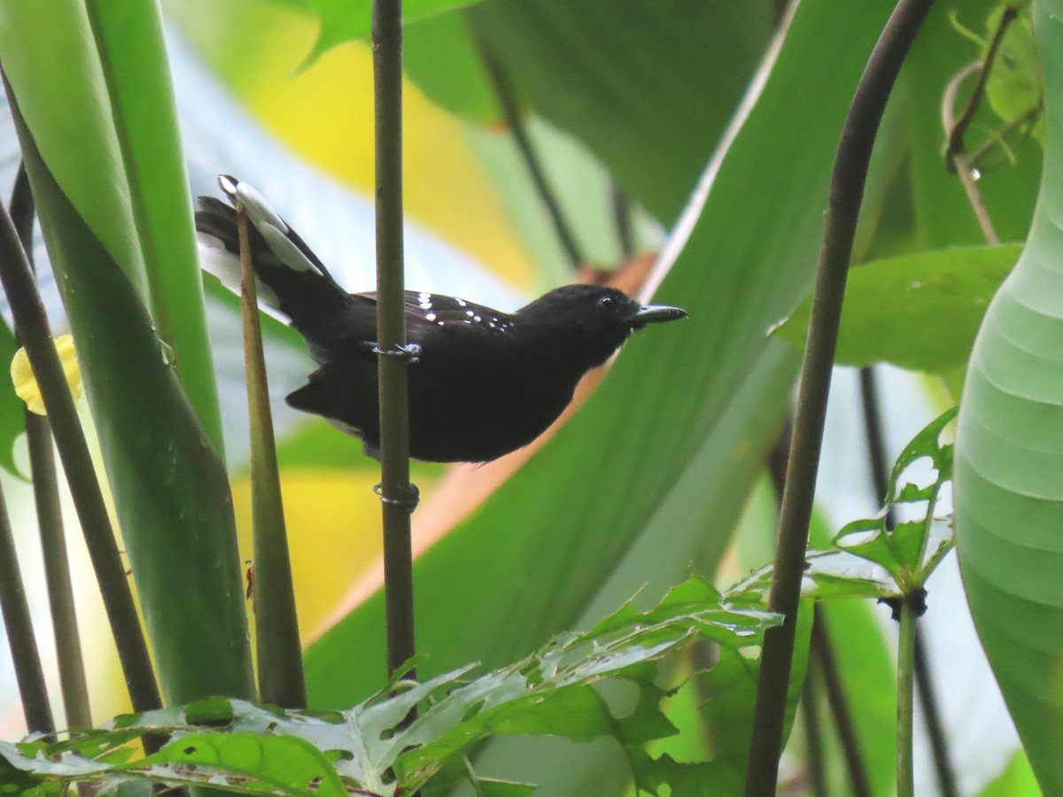 Dot-winged Antwren (microstictus) - eBird