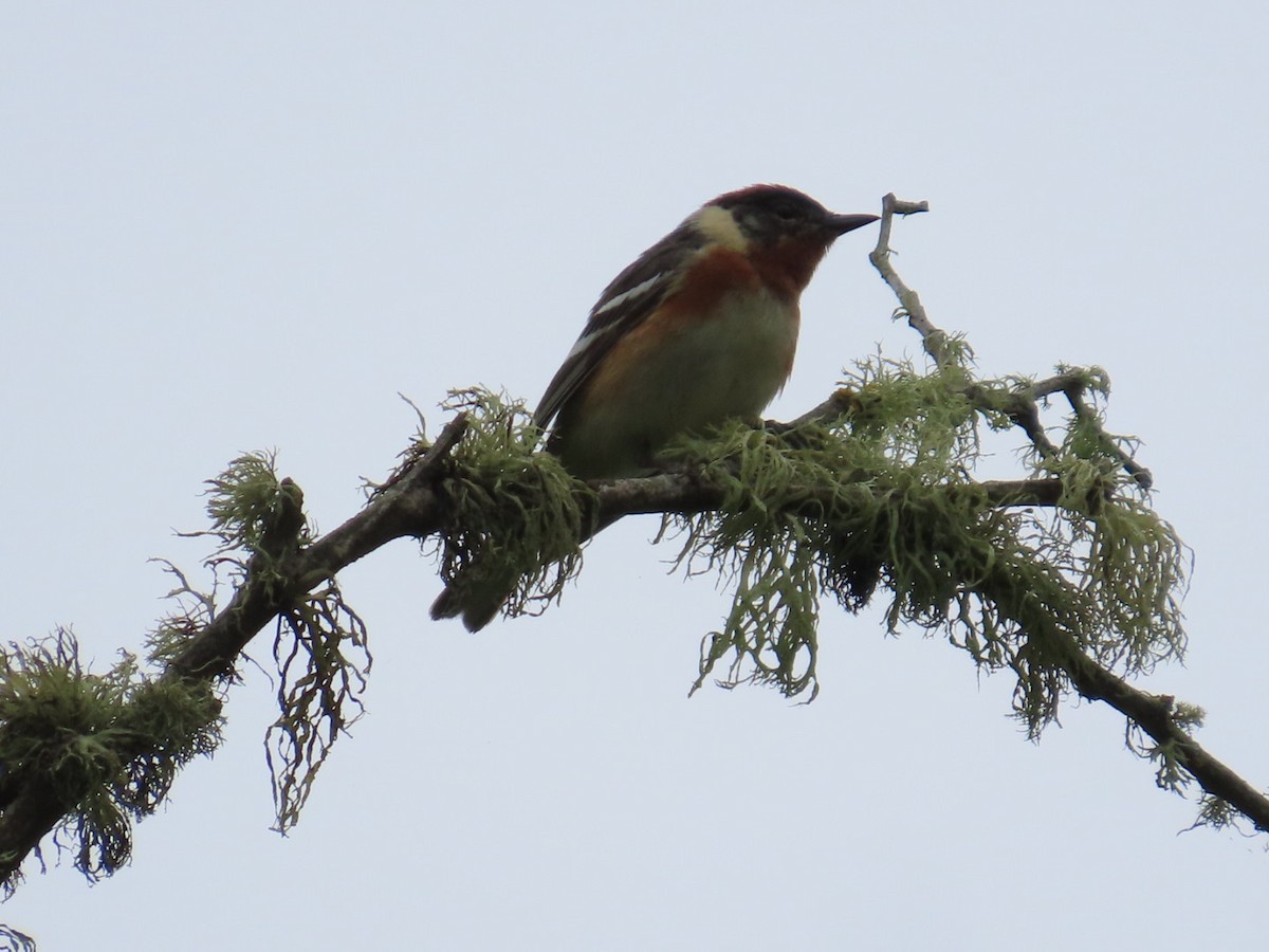 Ebird Checklist 10 Jun 2024 Humboldt Bay National Wildlife Refuge Loleta Us Ca 4067954