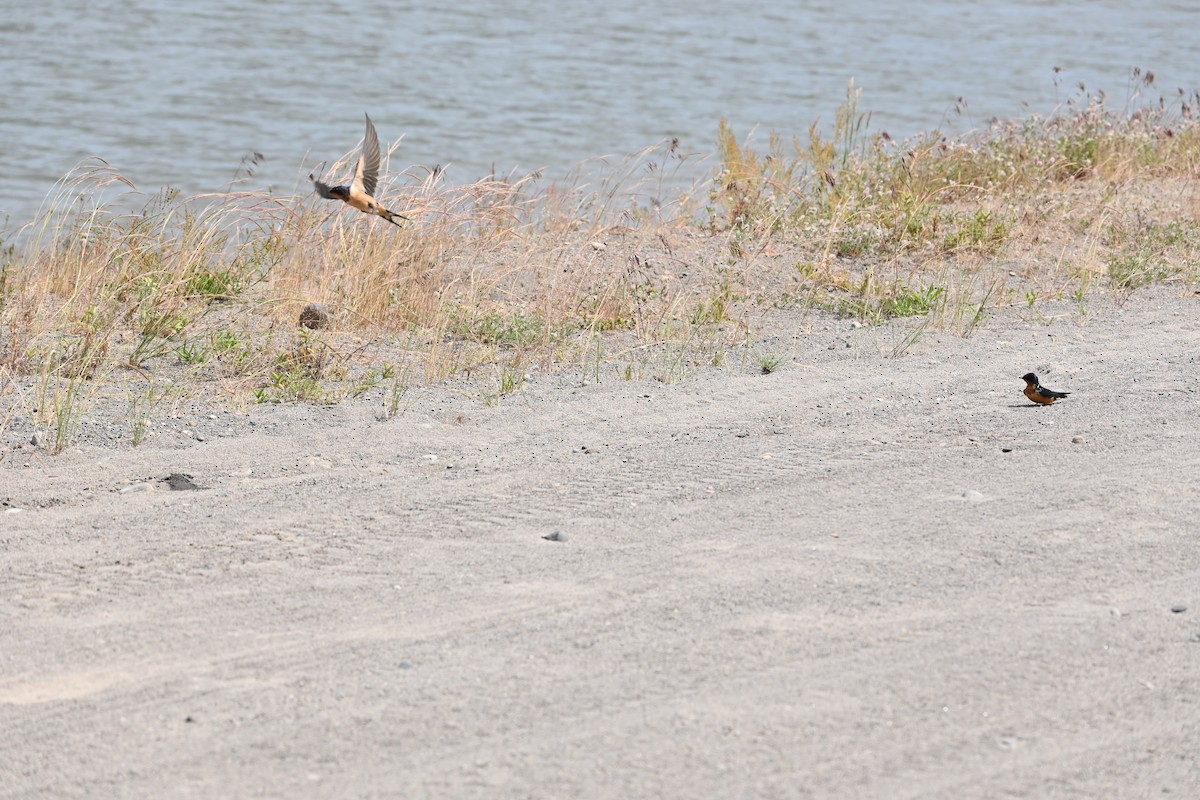 eBird Checklist - 8 Jun 2024 - Dibblee Point County Park - 21 species