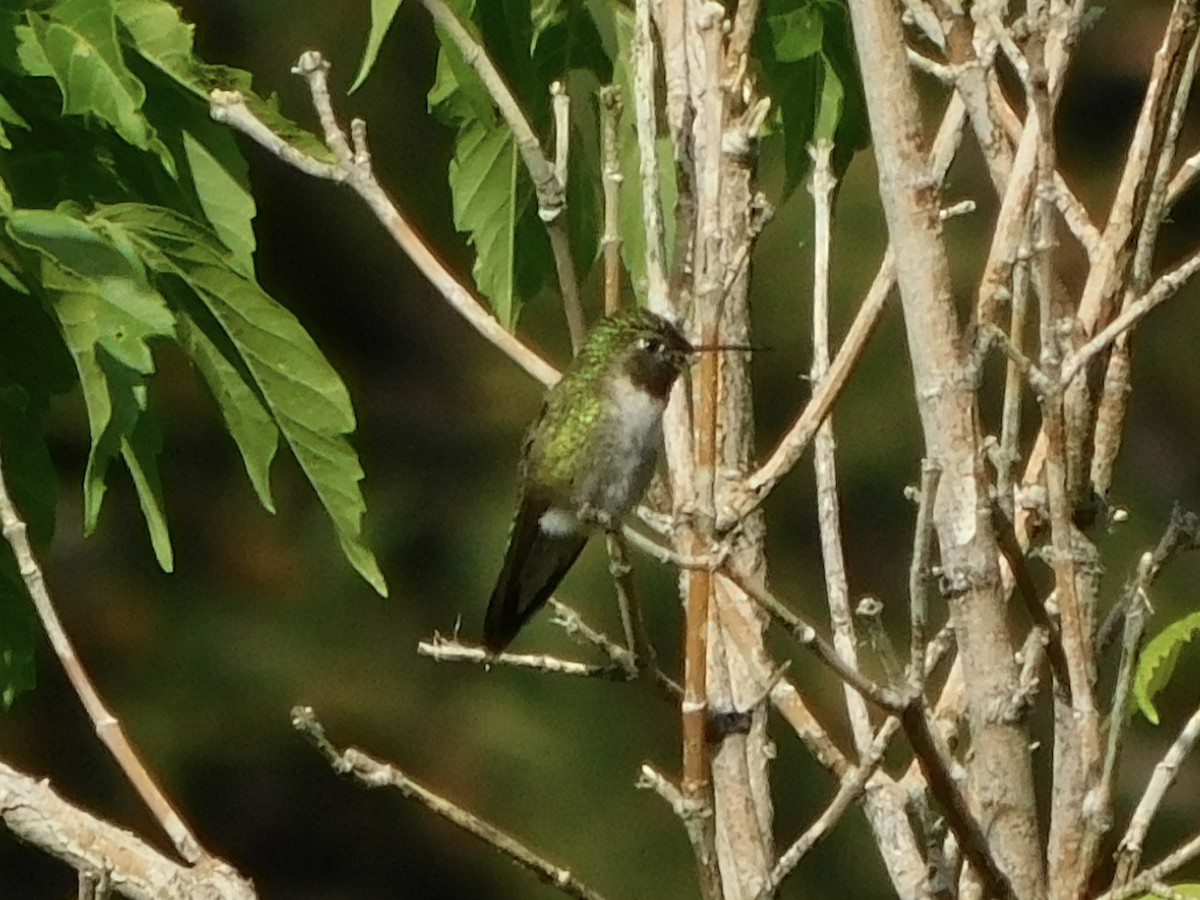eBird Checklist - 10 Jun 2024 - Eldorado Mountain Open Space--Fowler ...
