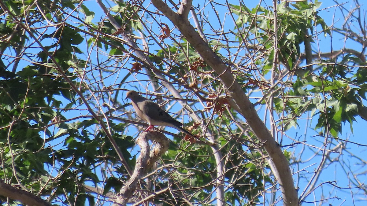 eBird Checklist - 10 Jun 2024 - Beeline Highway--Bushnell Tanks ...