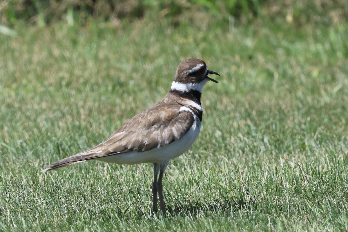 eBird Checklist - 10 Jun 2024 - Frances A. Crane WMA - 22 species