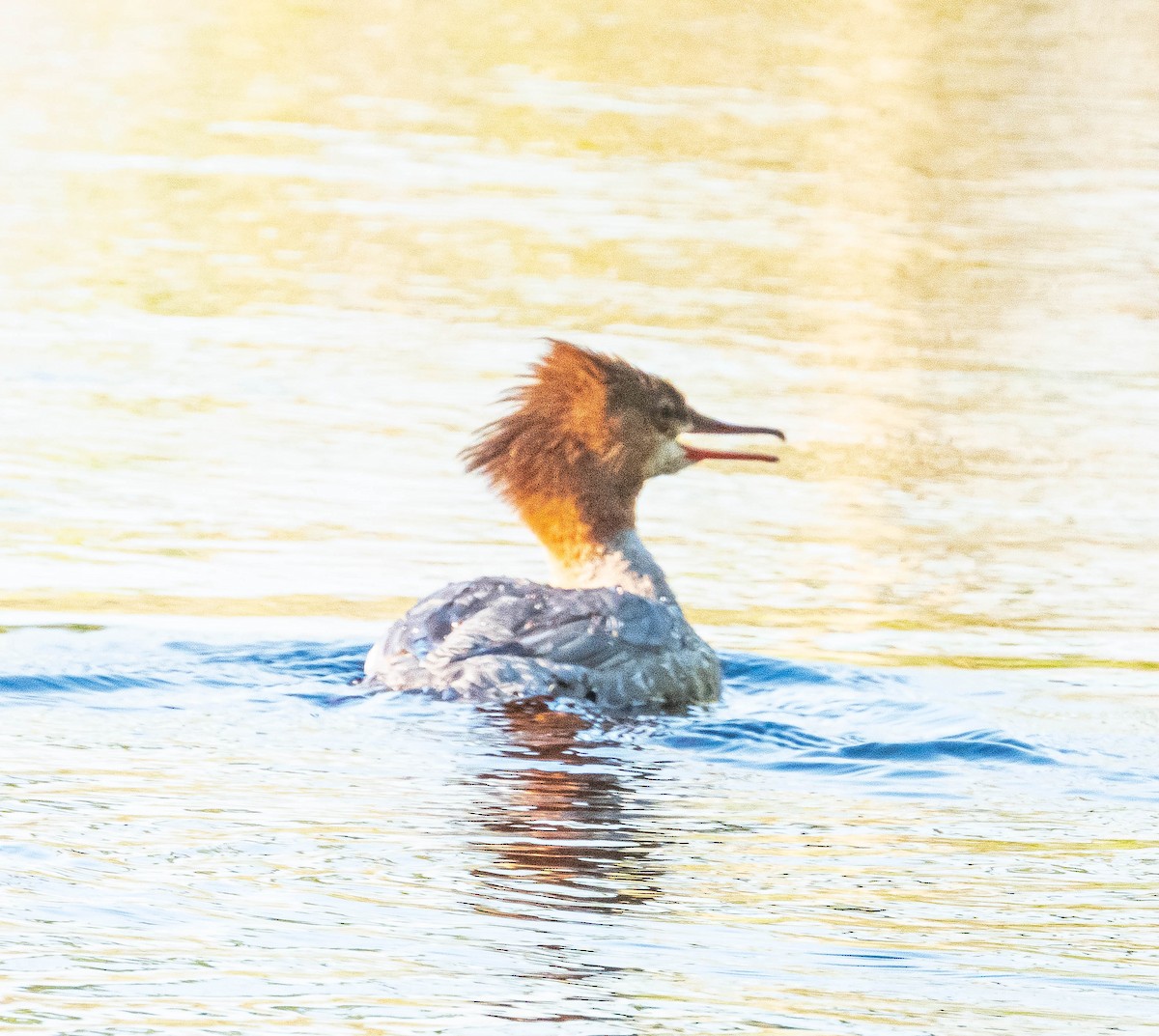eBird Checklist - 9 Jun 2024 - W. Lansing Rd. - 37 species