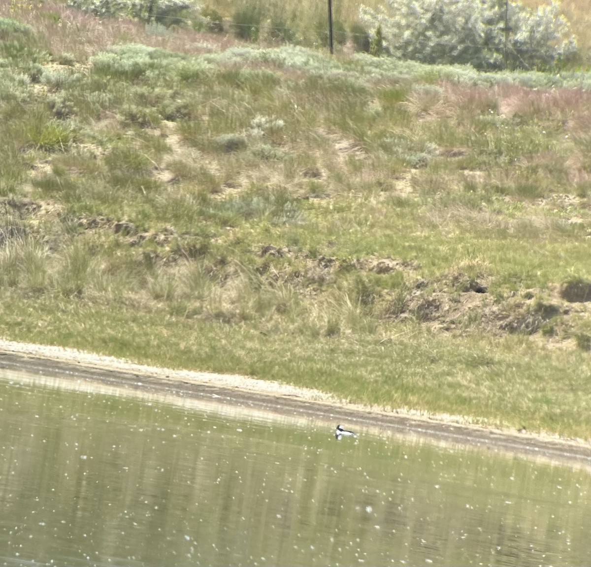 eBird Checklist - 10 Jun 2024 - Lagerman Agricultural Preserve ...