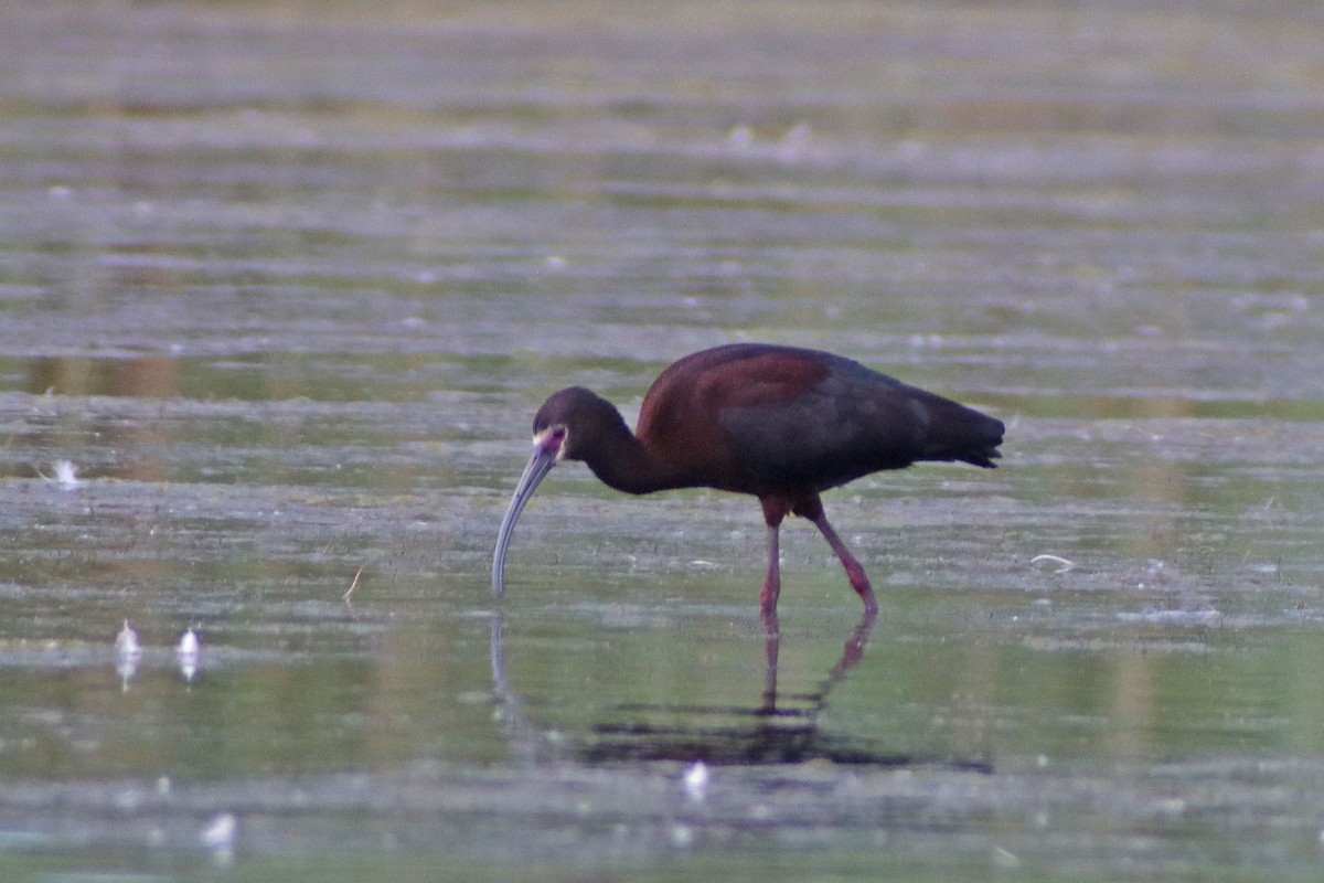 eBird Checklist - 10 Jun 2024 - Jamaica Bay Wildlife Refuge--East Pond ...