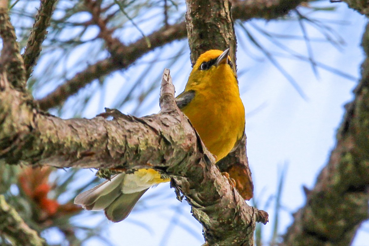 eBird Checklist - 9 Jun 2024 - Michael Huber Prairie Warbler Preserve ...