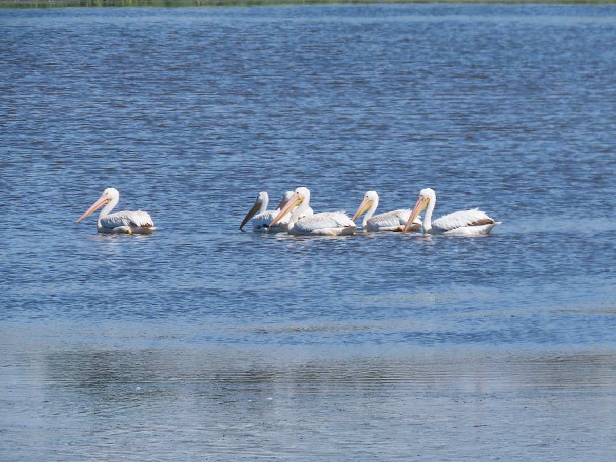 eBird Checklist - 10 Jun 2024 - Eagle Marsh--West End - 15 species