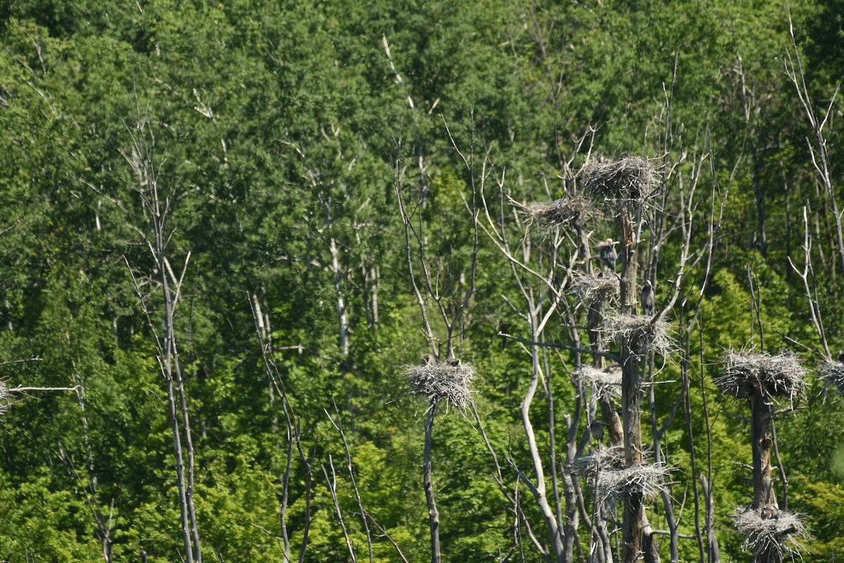 eBird Checklist - 10 Jun 2024 - Rookery across from Blackhawk Rd. - 17 ...