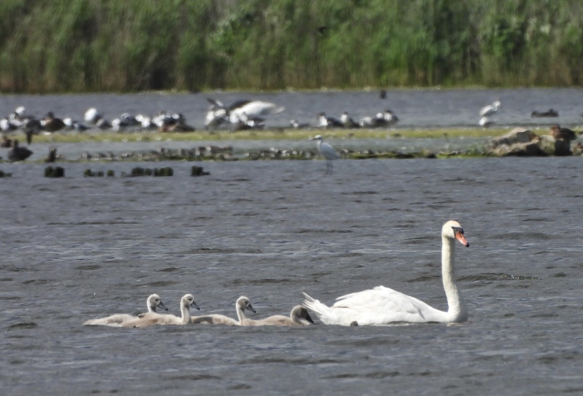 eBird Checklist - 10 Jun 2024 - Jamaica Bay Wildlife Refuge--East Pond ...