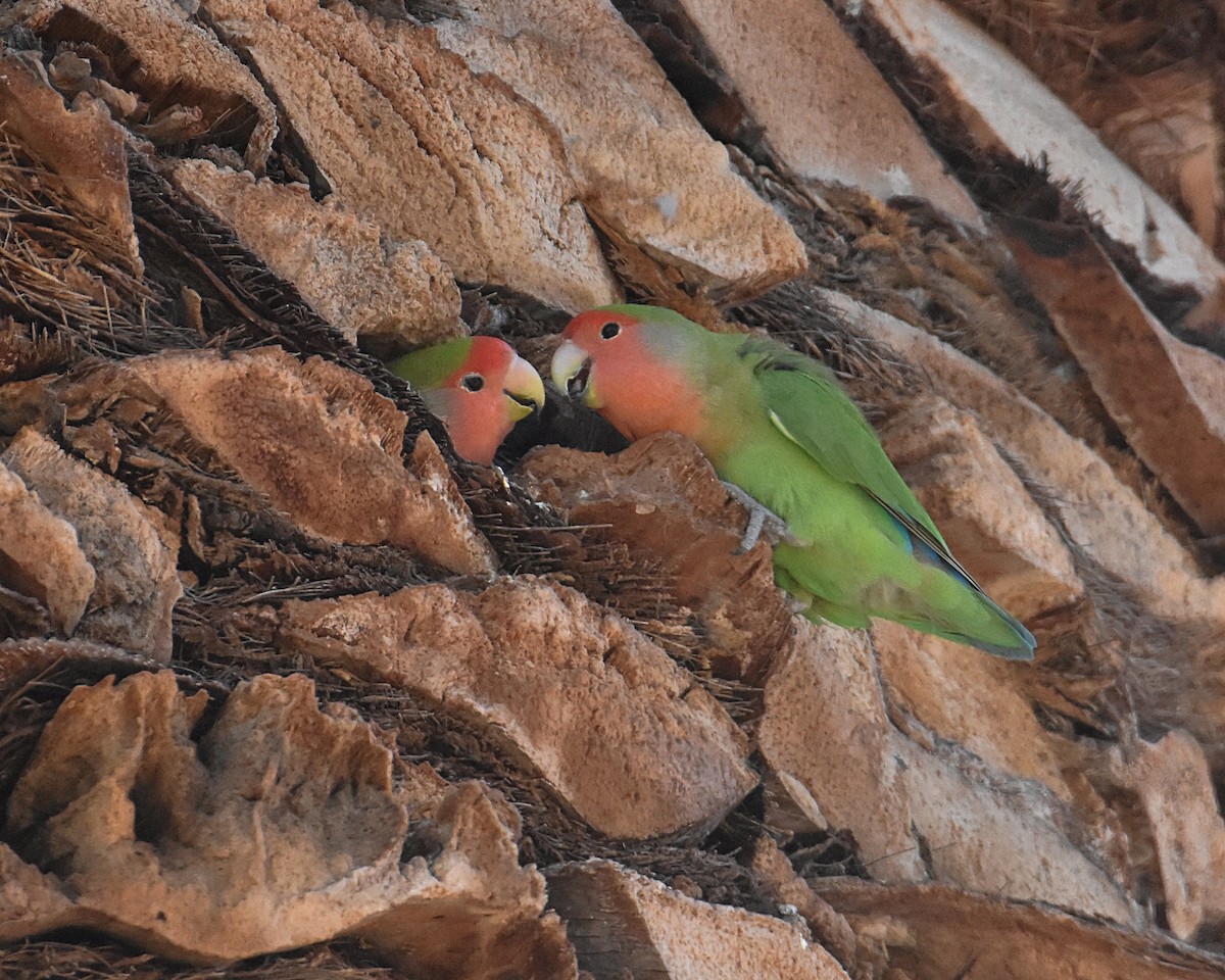 eBird Checklist - 19 Apr 2024 - Encanto Park - 6 species