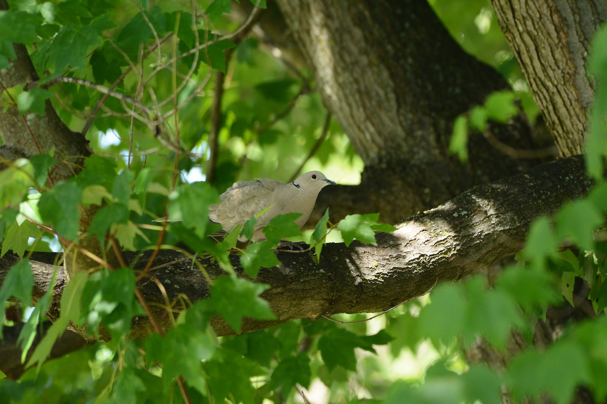 eBird Checklist - 9 Jun 2024 - concove way - 1 species
