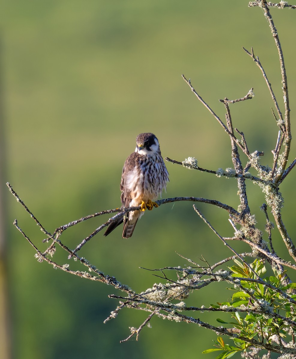 eBird Checklist - 11 Jun 2024 - Brading Marshes RSPB Reserve - 53 species