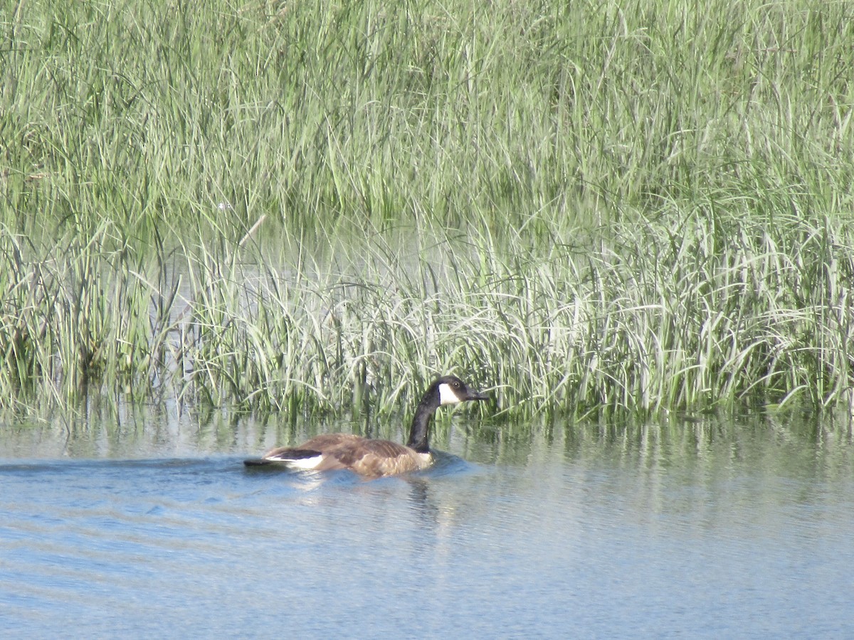 eBird Checklist - 10 Jun 2024 - Marshlands Conservancy - 34 species (+1 ...