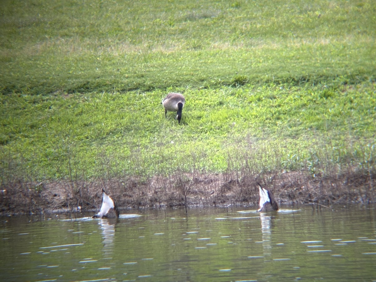 eBird Checklist - 11 Jun 2024 - Green Pond (flooded field, ponds and ...