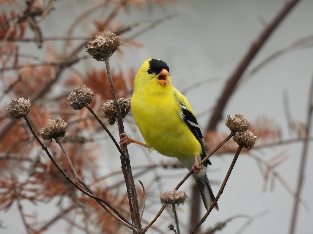 eBird Checklist - 11 Jun 2024 - Oakville--Athabasca Pond - 9 species ...
