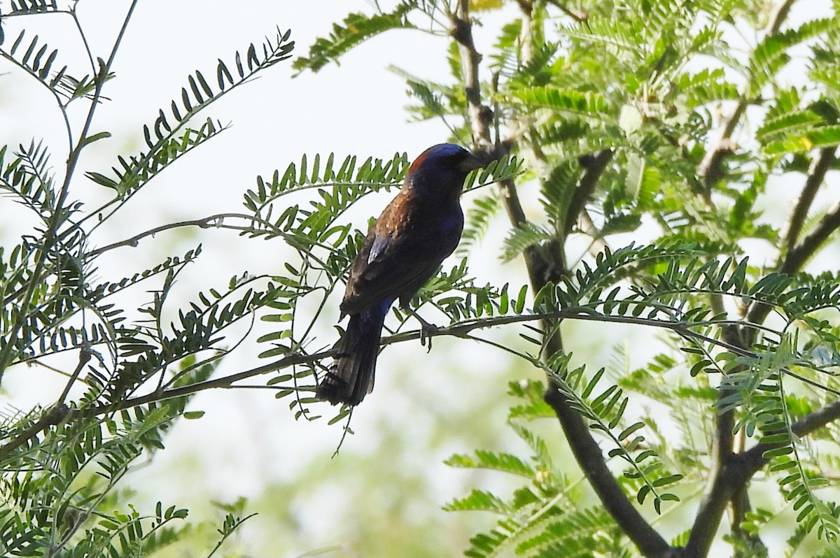 eBird Checklist - 10 Jun 2024 - Madera Canyon--Proctor Rd. - 11 species