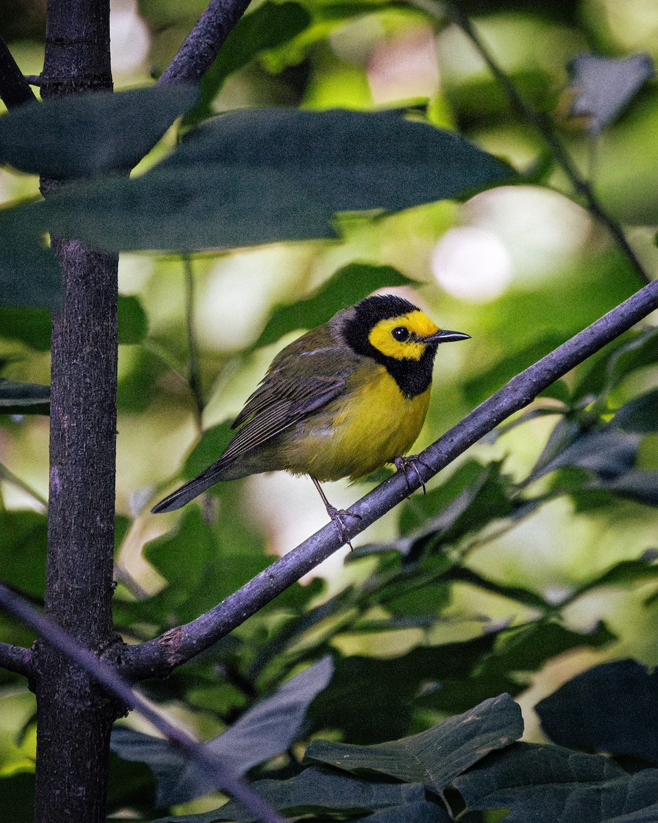 eBird Checklist - 11 Jun 2024 - West DuPage Woods Forest Preserve--Rt ...
