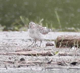 Pennsylvania Bird Atlas Checklist - 11 Jun 2024 - Green Lane Park--Church Rd. Bird Sanctuary - 3 ...