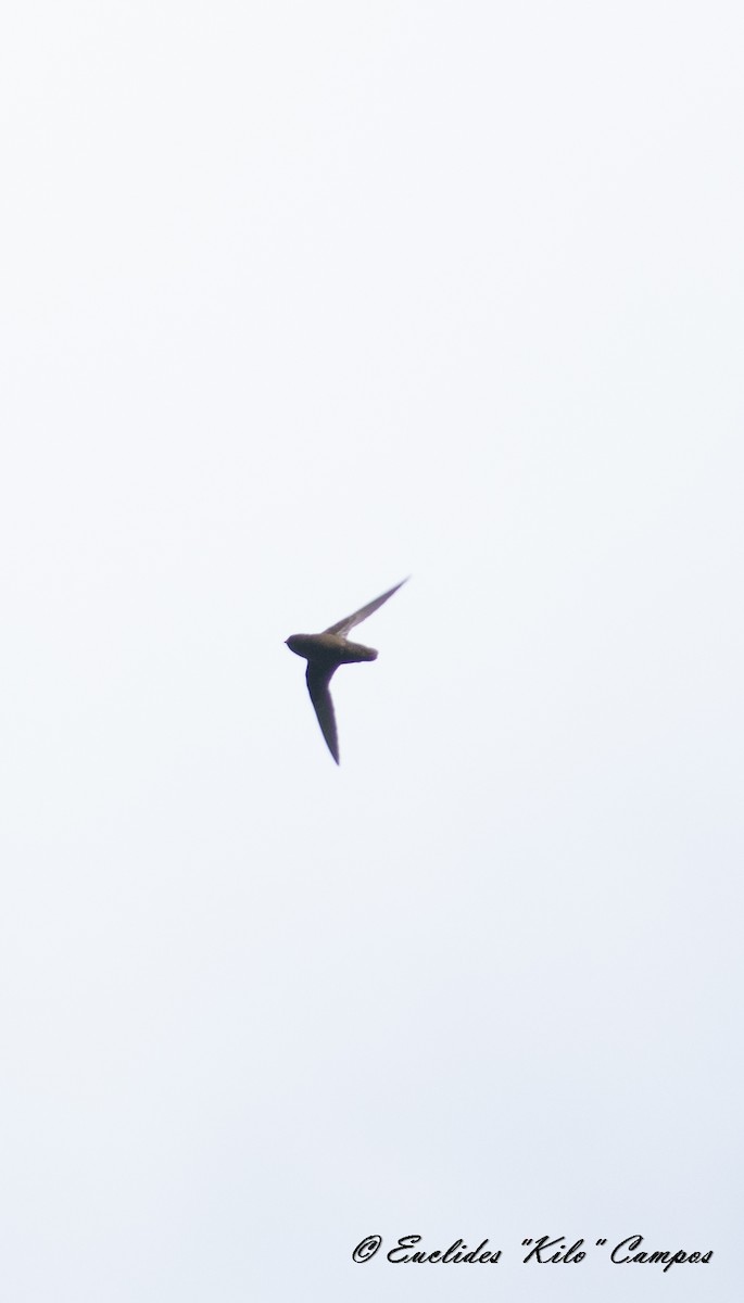 eBird Checklist - 8 Jun 2024 - Chepigana, Provincia de Darién, PA (7. ...