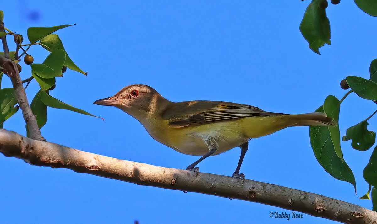 eBird Checklist - 11 Jun 2024 - Resaca de la Palma State Park ...