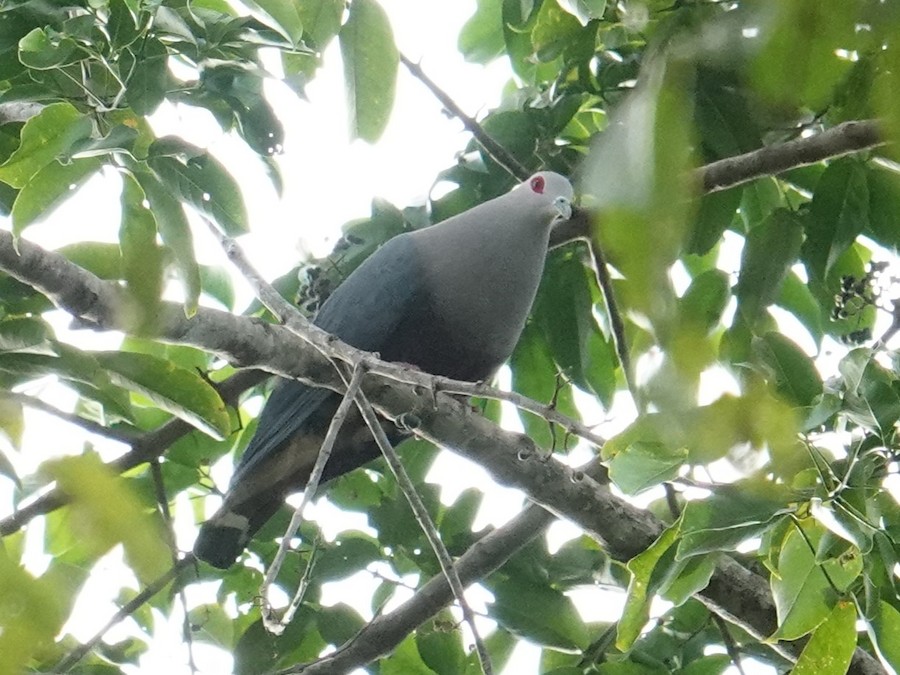 Pinon's Imperial-Pigeon (Pink-headed) - eBird