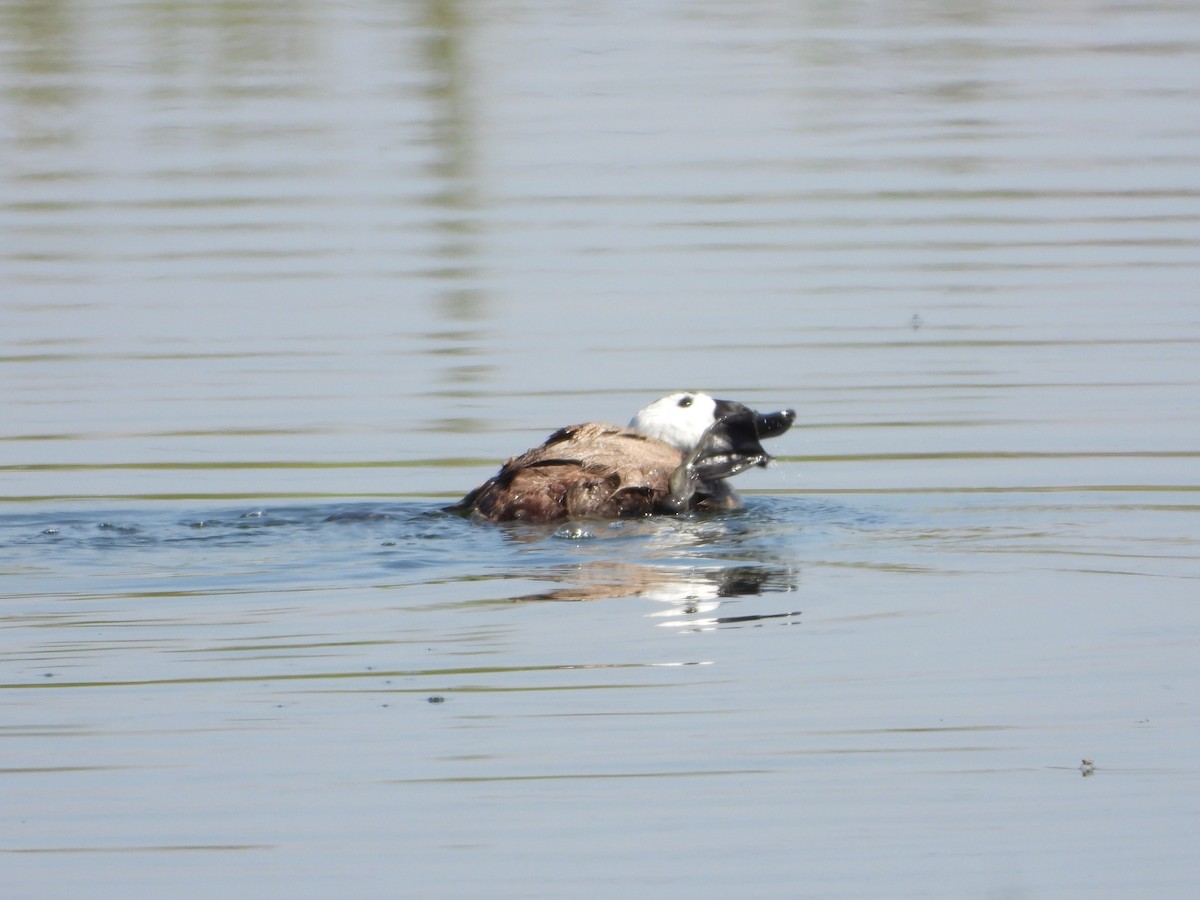 Israel Breeding Bird Atlas Checklist - 12 Jun 2024 - Kibbutz Kfar ...