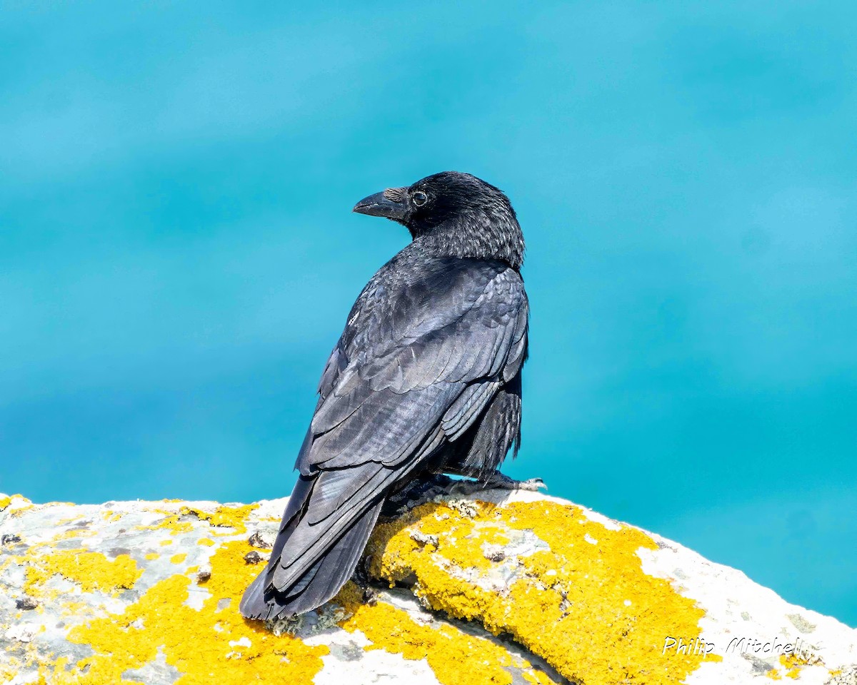 eBird Checklist - 12 Jun 2024 - Cornwall AONB, St Ives coastal walk - 8 ...