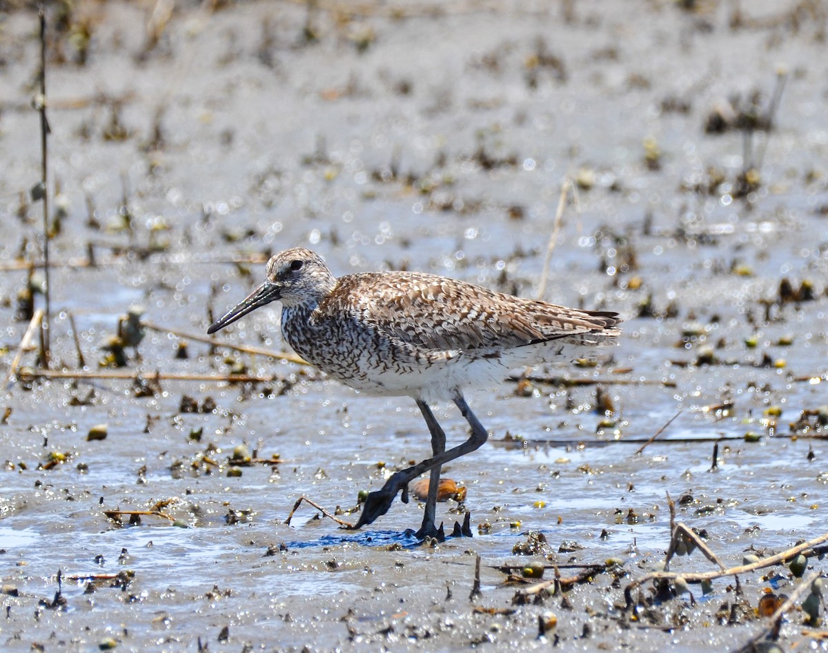 eBird Checklist - 2 Jun 2024 - Fort Fisher--Federal Point/The Rocks - 8 ...