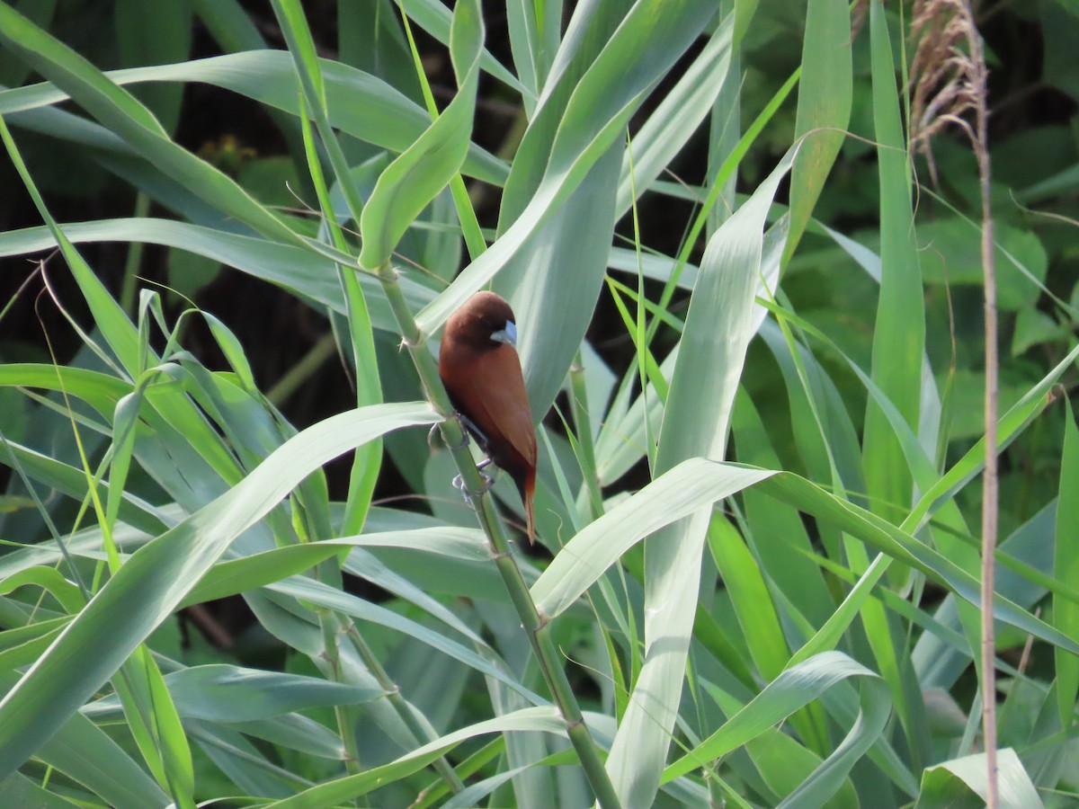 Chestnut Munia (formosana) - eBird