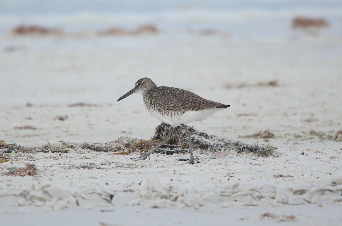 eBird Checklist - 12 Jun 2024 - Siesta Key Public Beach - 20 species (+2 other taxa)