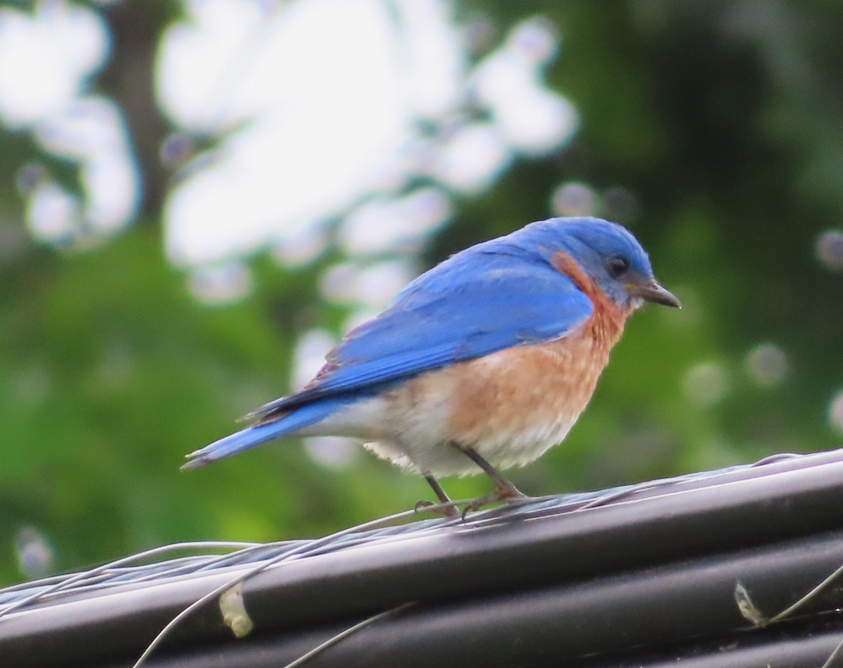 eBird Checklist - 12 Jun 2024 - Rang Sainte-Catherine, Saint-Raphaël ...